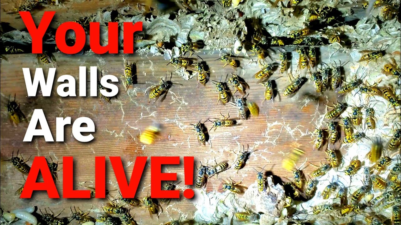 MASSIVE Yellow Jackets INFESTATION in House Basement wall! Wasp Nest ...
