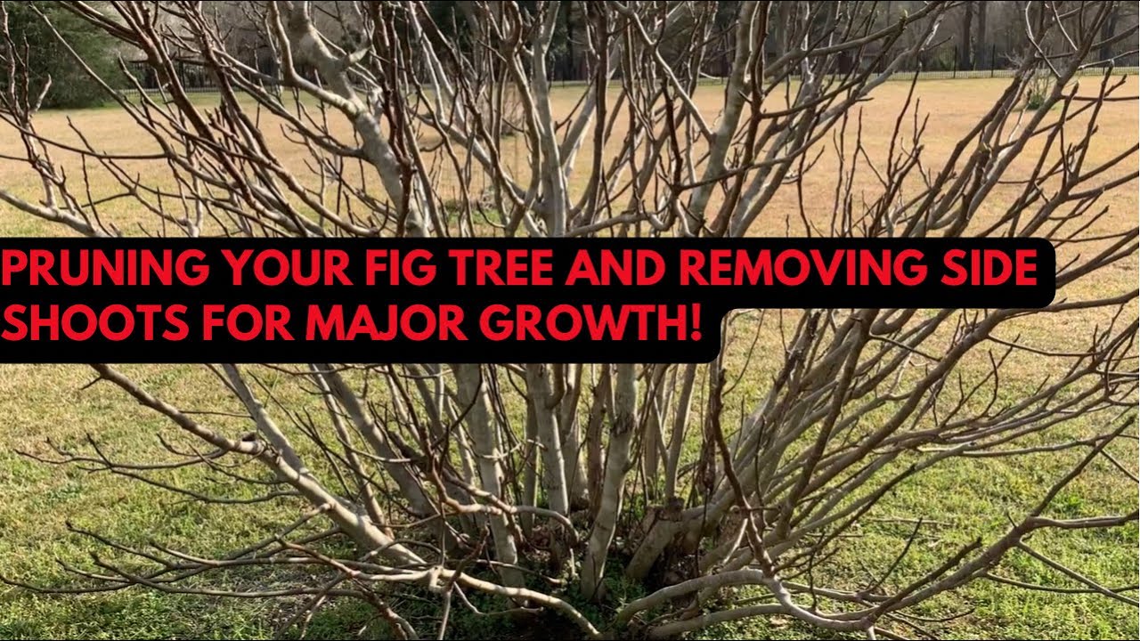 Pruning Your Fig Tree and Removing Side Shoots for Major Growth! - YouTube