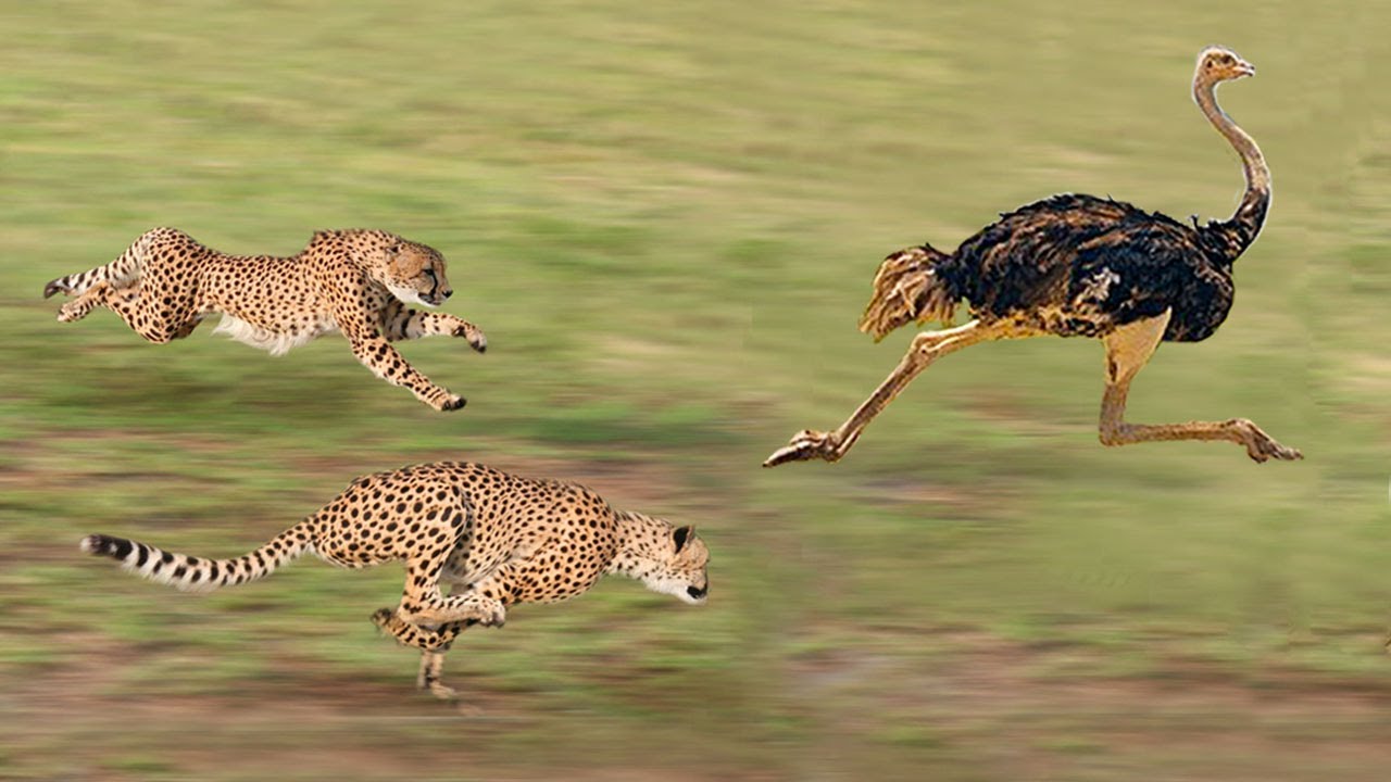Top 5 Cheetah Attacks | Cheetah vs Ostrich, Warthog and Gazelle ...