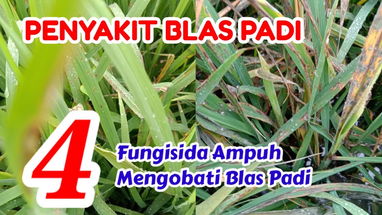 Obat Penyakit Blast Padi || Blast daun || Blast leher - YouTube