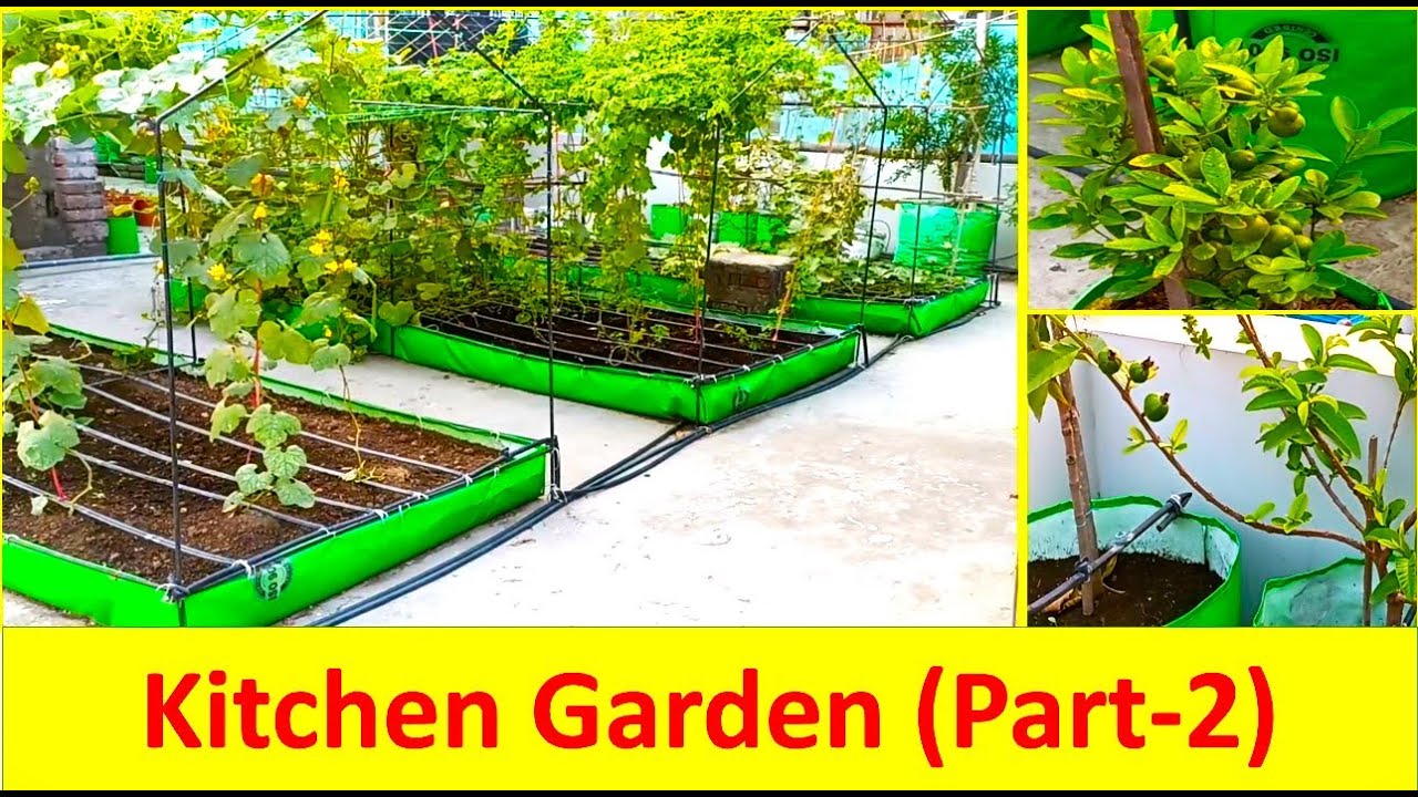 Vegetable Garden at home | Kitchen Garden with lot's of Vegetables ...