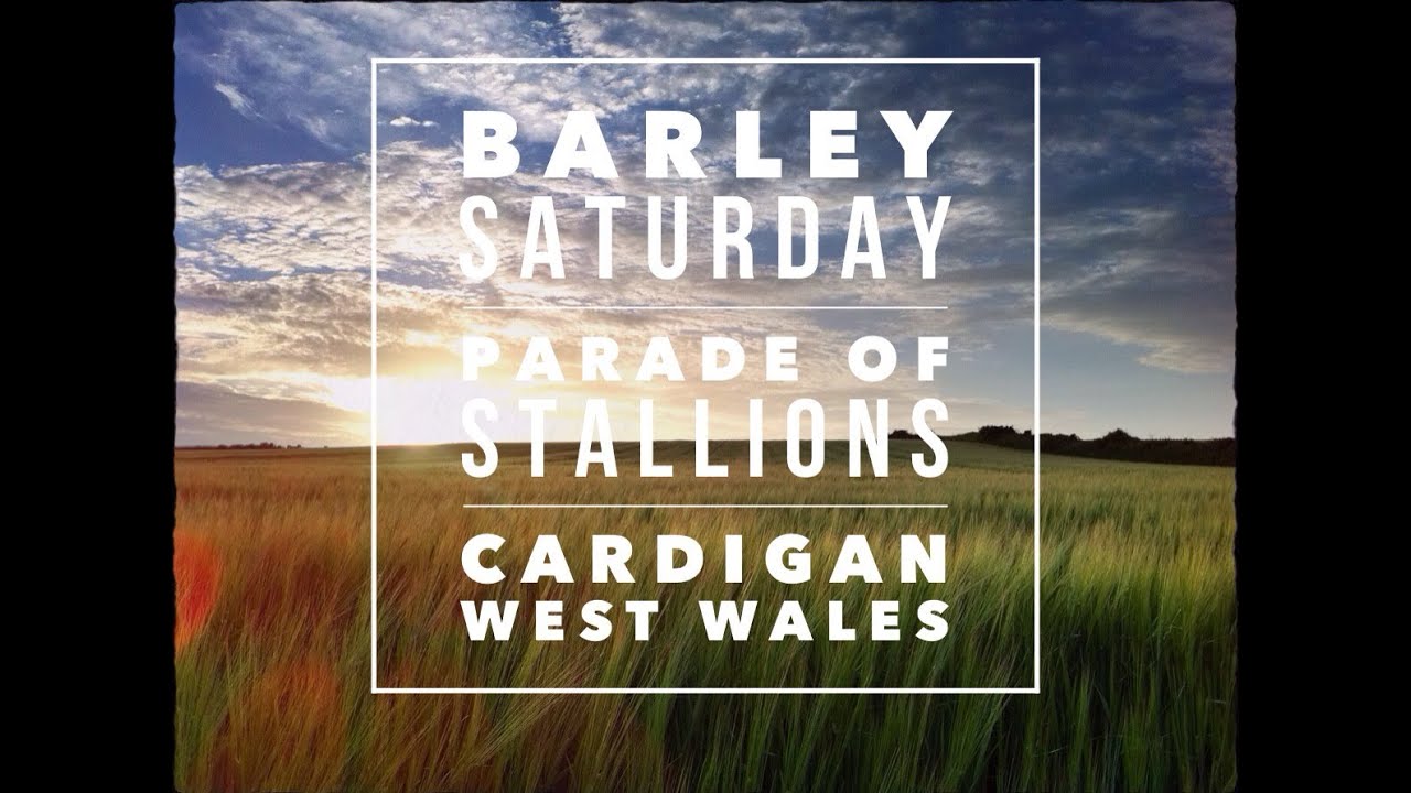 Barley Saturday Stallion Parade | Cardigan West Wales - YouTube