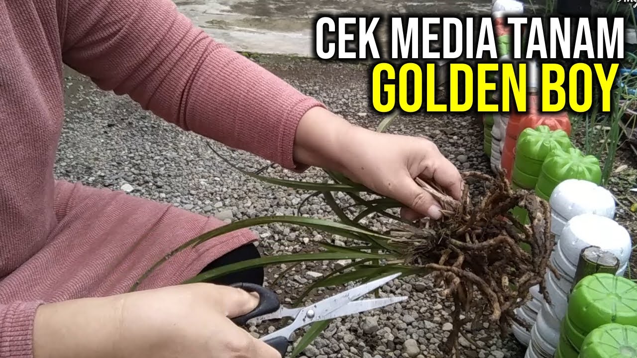 Cek Media Tanam Pada Pot Anggrek Golden Boy - YouTube