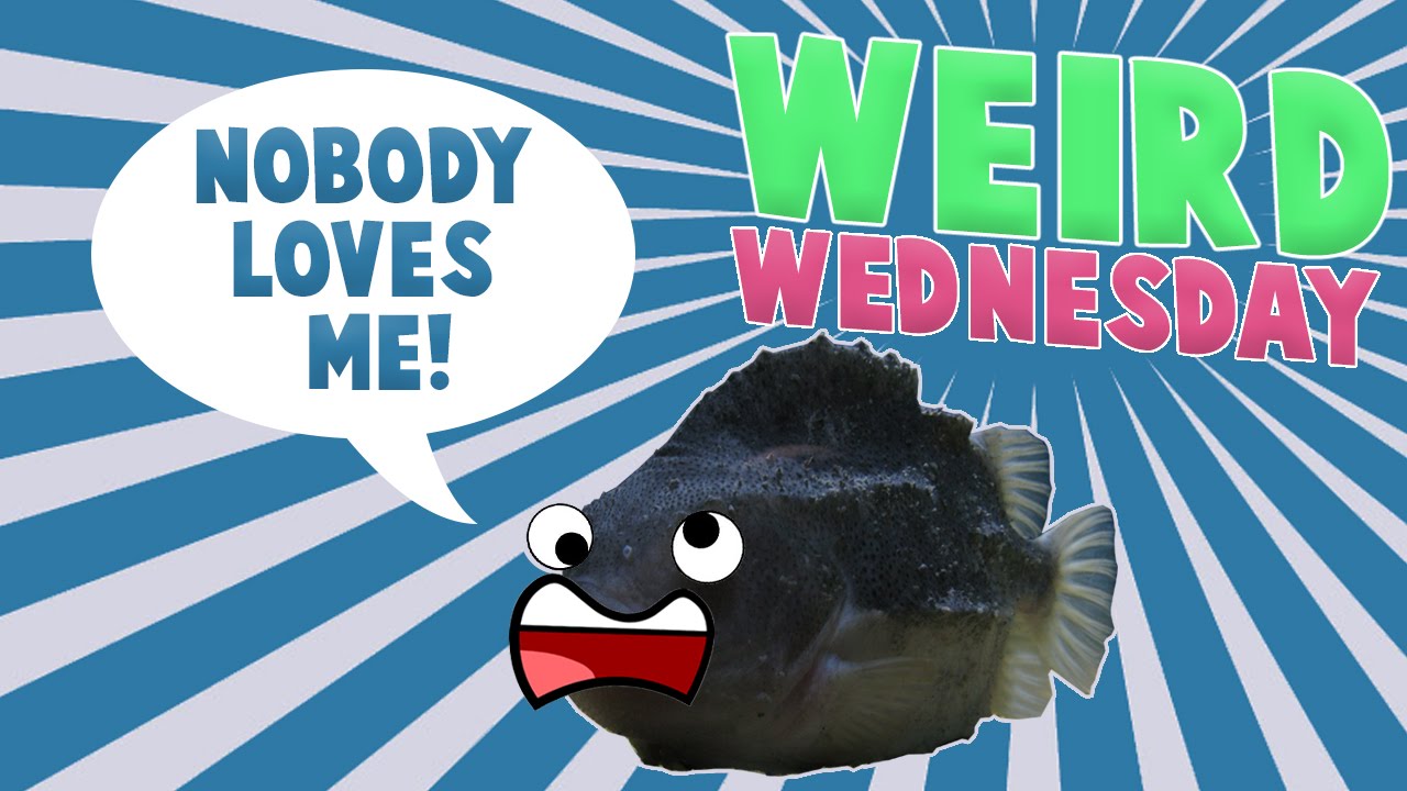 Weird Wednesday - No Love for Lumpsucker - YouTube