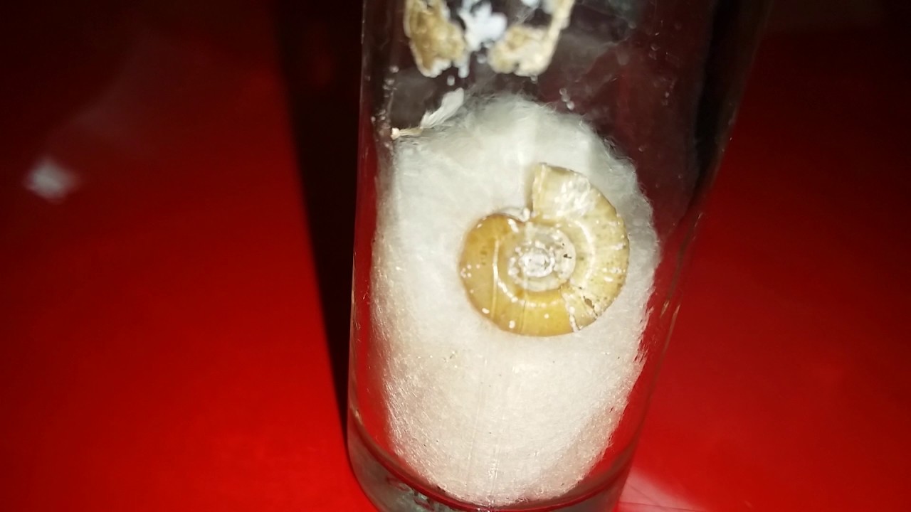 Biomphalaria alexandrina snail for S mansoni - YouTube