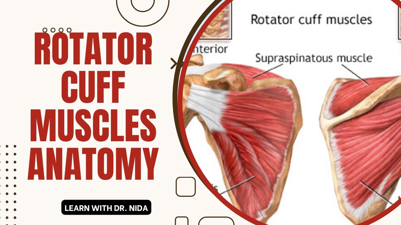 Rotator Cuff Muscles Anatomy | Origin, Insertion, Nerve Supply & Action ...