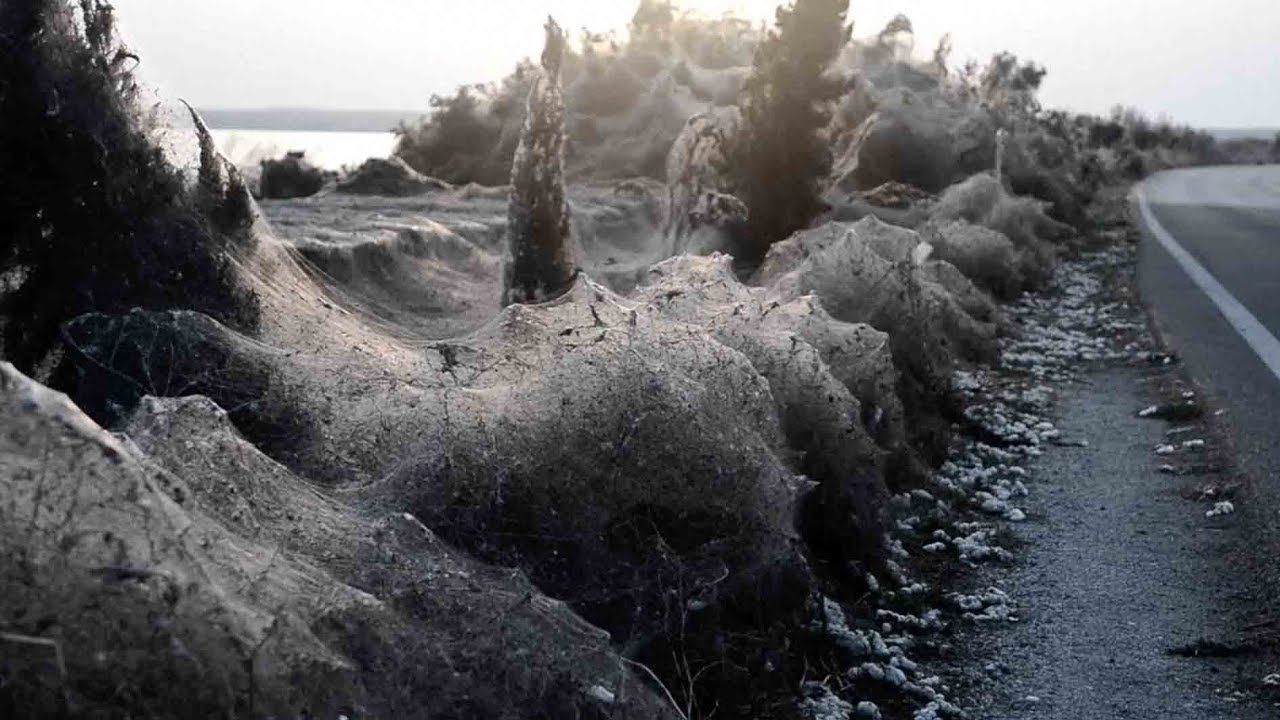 Spider swarm cloaks Greek lake in 1,000-meter web - YouTube