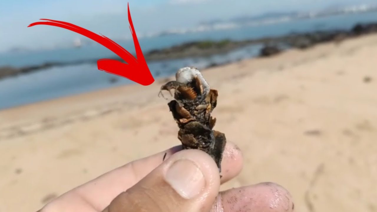 A Melhor isca de Pesca de Praia !! Minhoca de Casulo do Rei das Iscas # ...