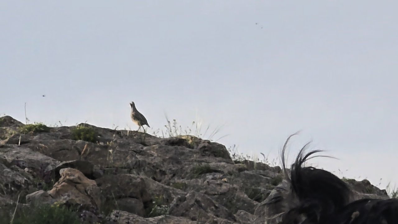 5 yıldır dağda keklik sesi _ keklik videoları - YouTube