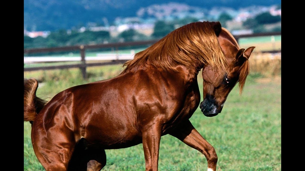 Qarabağ atları - Azərbaycanın fəxri - YouTube