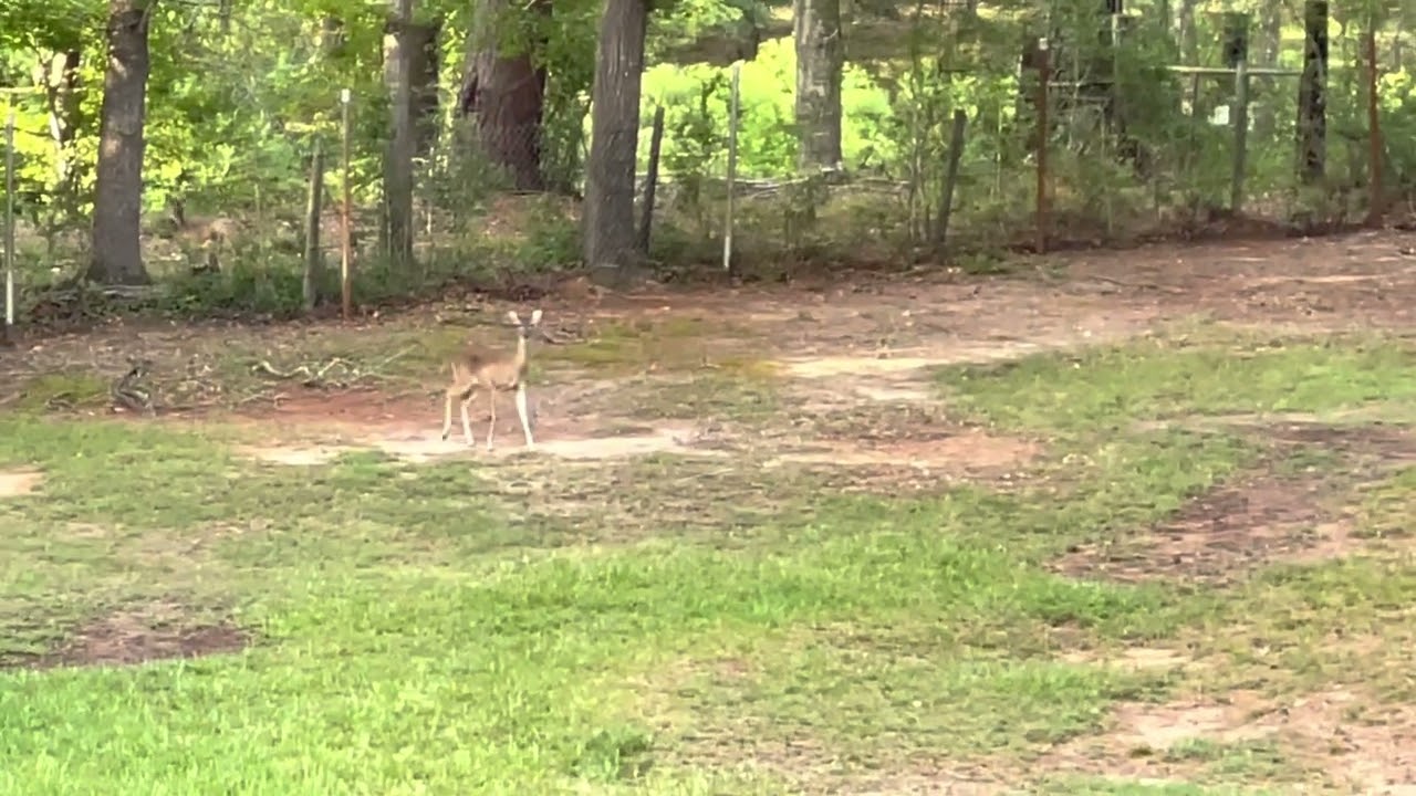 Deer and a bobcat,,, 2 bits - YouTube