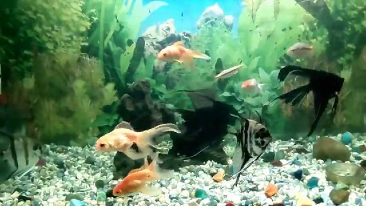 angel fish, gold fish, redcap gold fish, austrelian rainbow fish ...