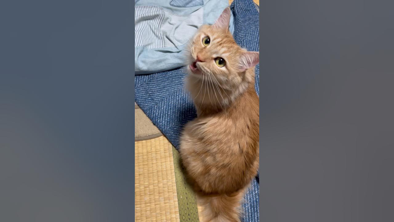 【ねこと会話】だまされた気がする…。 #shorts #ねこと会話 #しゃべる猫 #ごはんと言う猫 #猫のいる暮らし #cat #ねこ ...