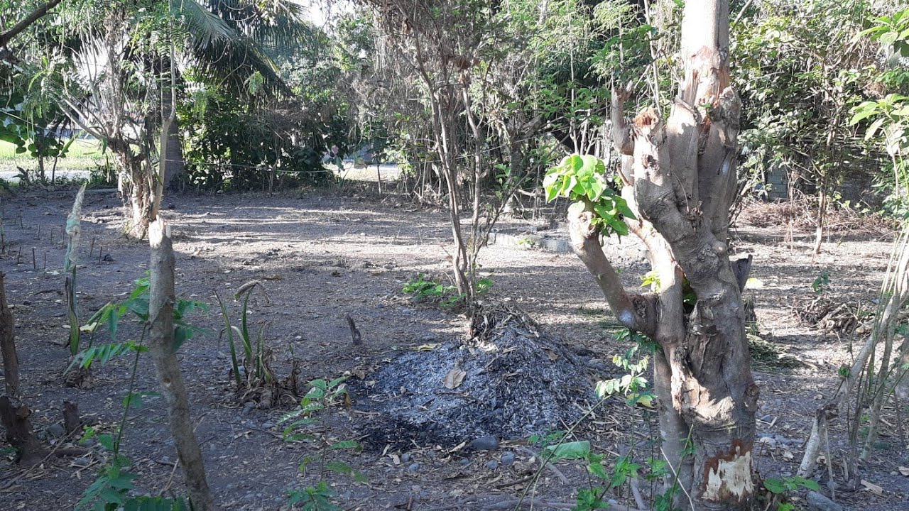 Paano maglagay ng organic na pataba sa puno ng saging - YouTube