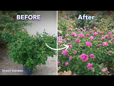 Desi Rose flower plant care and tips. Rose garden. - YouTube