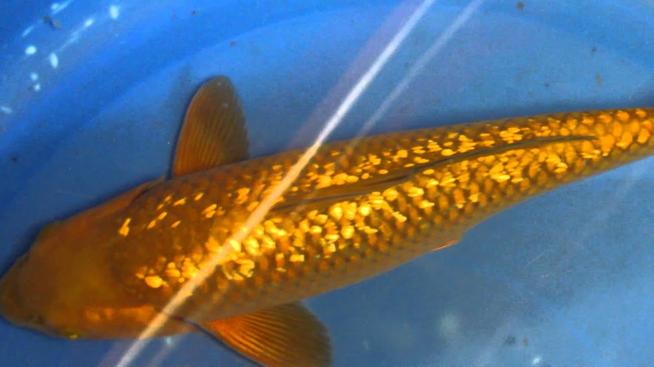 13" Gin Rin Chagoi pond koi fish - YouTube