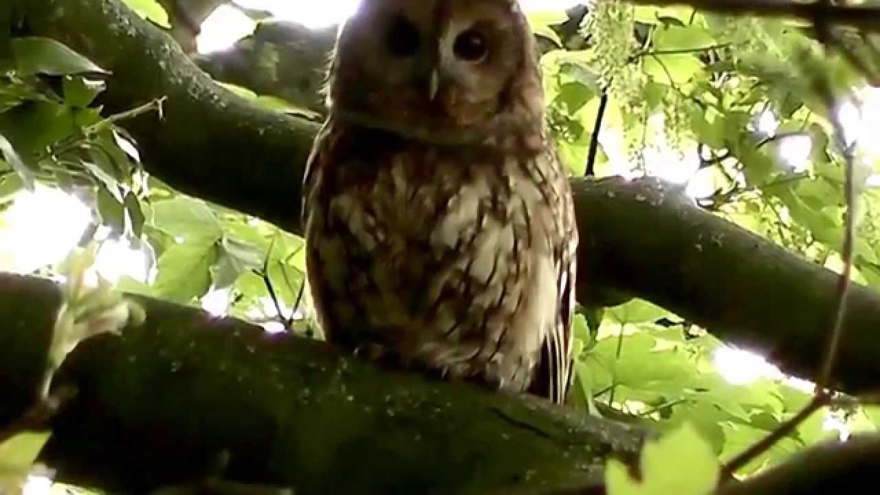 Adult Tawny Owl calling in day time 30/4/2014 - YouTube