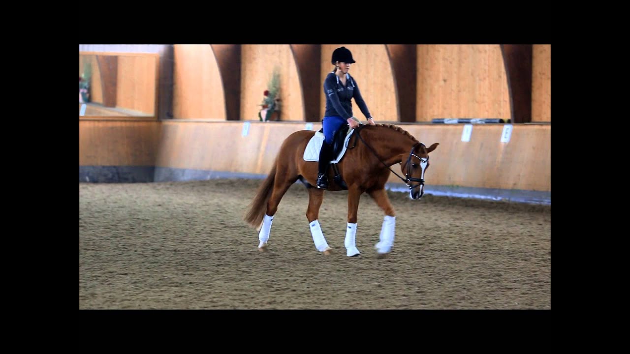 FEI Pony -sold- - YouTube