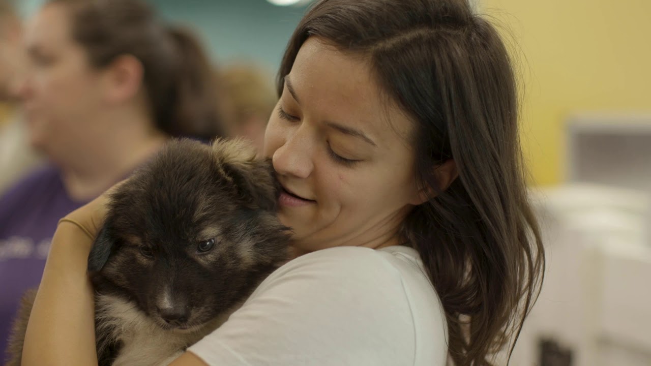 Great Dog Rescue New England - YouTube