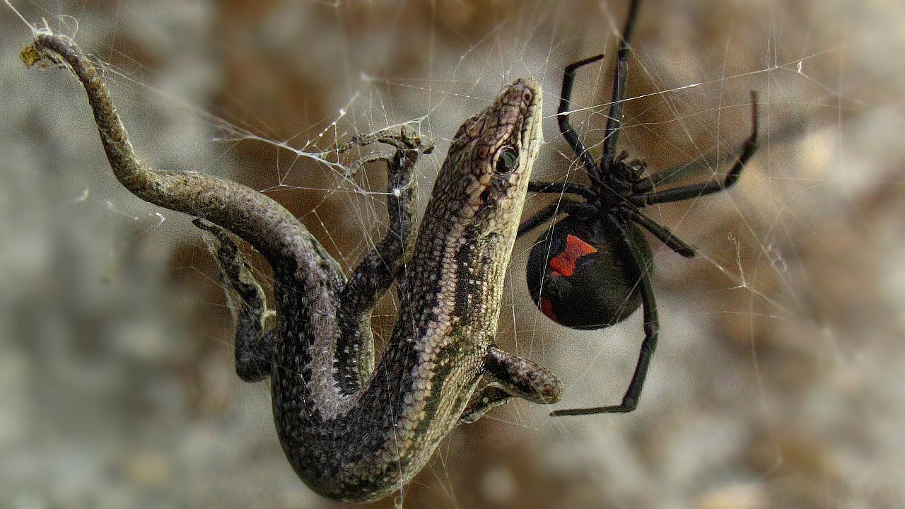 10 Of The Weirdest Insects In The World YouTube 10-of-the-weirdest-insects-in-the-world-youtube
