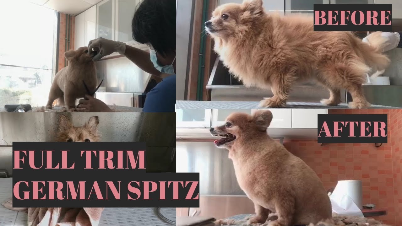 Full Coated German Spitz Haircut- | Bunny TV - YouTube