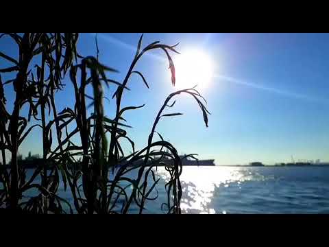 Kimileri seviyorum der, çünkü ezberlemiştir. Kimileri diyemez, çünkü gerçekten sevmiştir…🌿🕊️