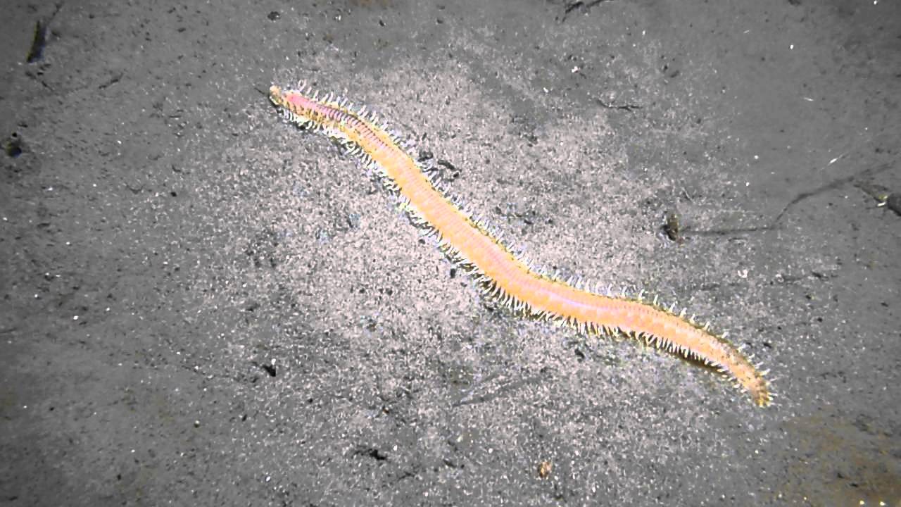 Huge polychaete worm - YouTube