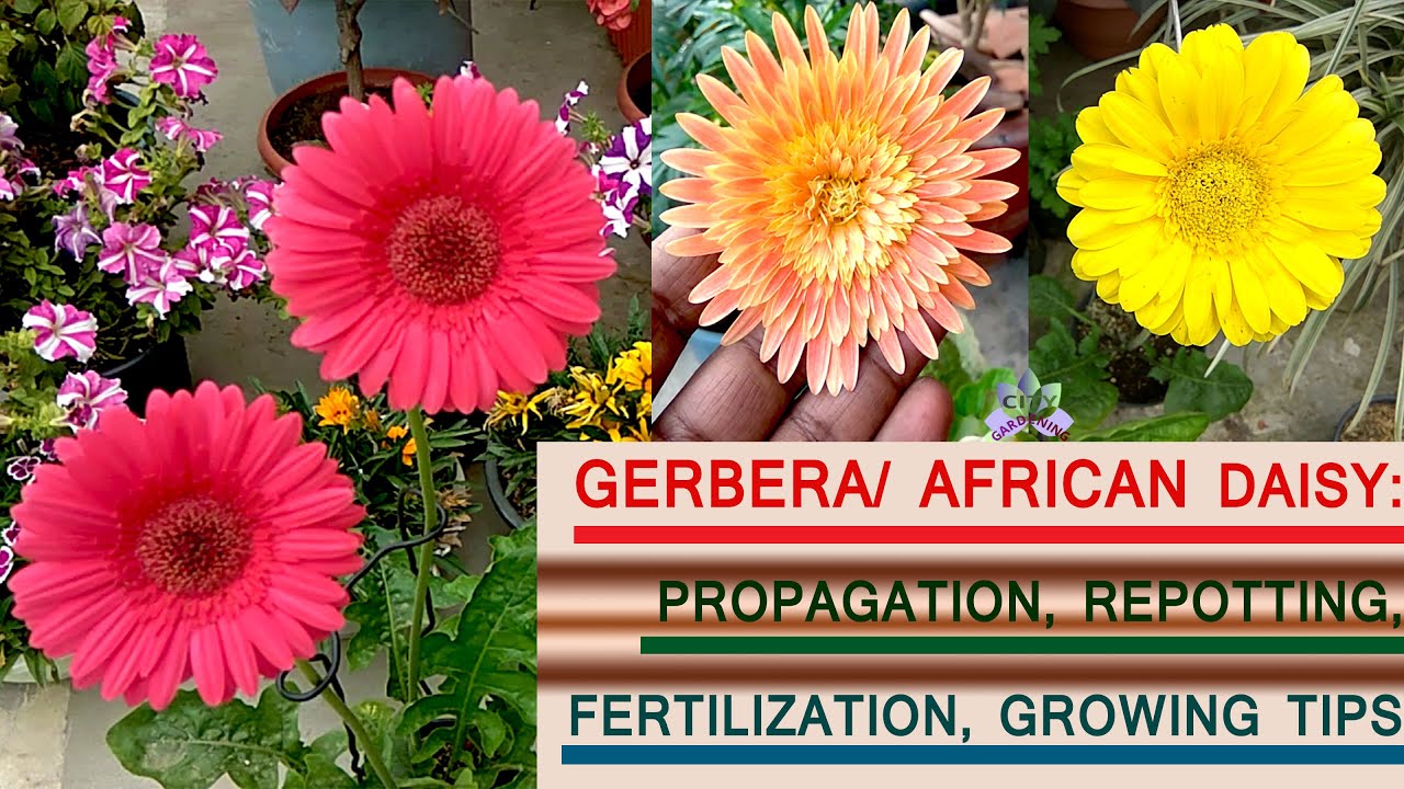 How to grow and care for Gerbera daisy? Propagation, re-potting ...