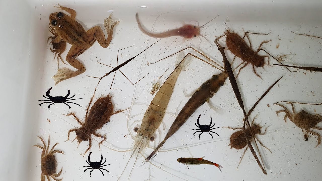 Collection and obser aquatic insects in rural | small crab,Betta fish ...