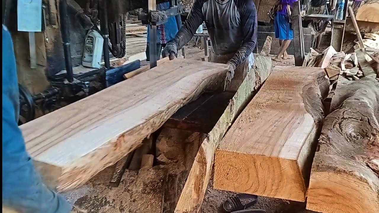 Menggergaji kayu jengkol busuk banyak terbuang - YouTube