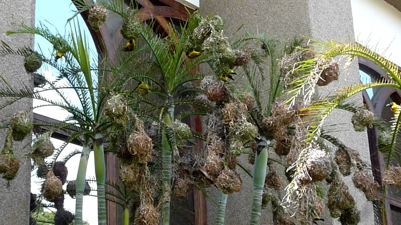 African Birds Chirping near nest at Southern Sun Hotel Dar es Salaam ...