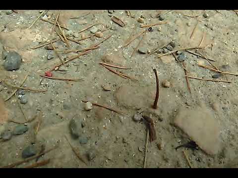 Indian leech - YouTube