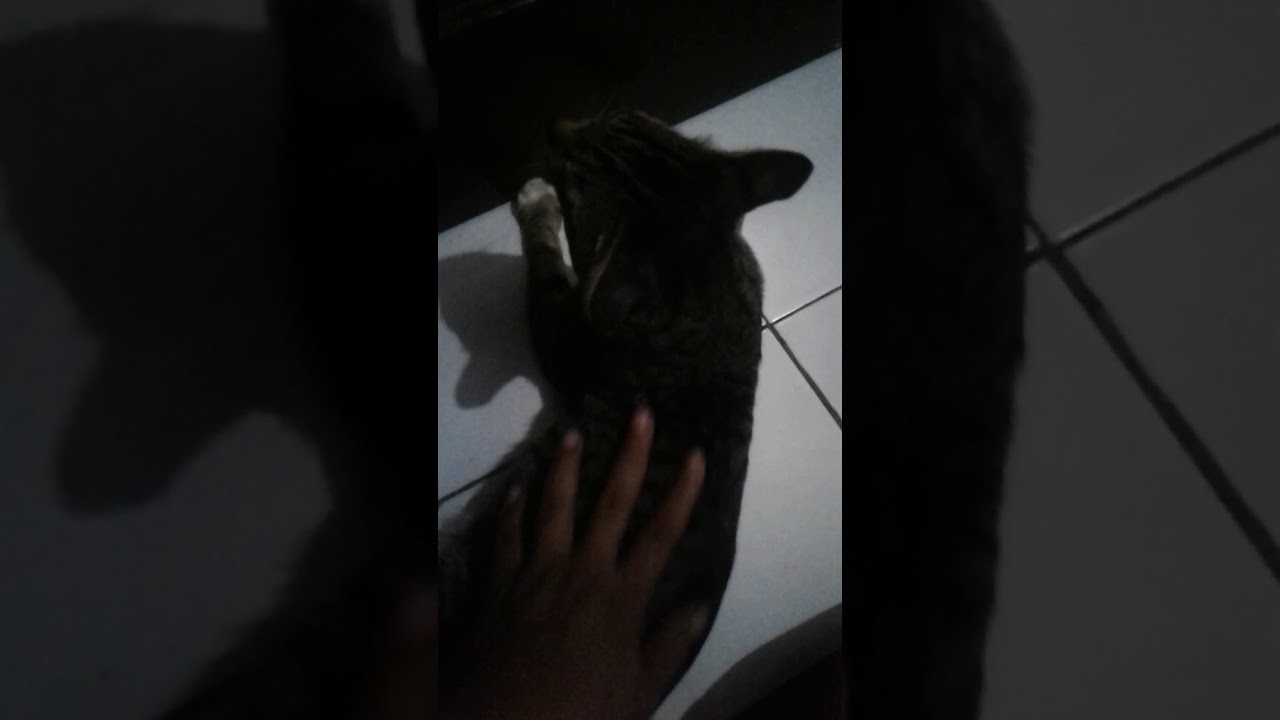 Penampakan siluman kucing(1) - YouTube