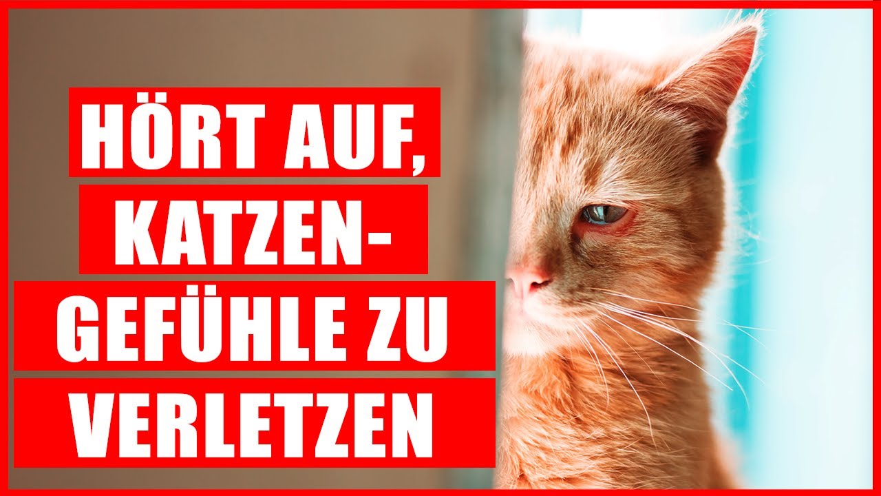 16 Dinge, die deine Katze EMOTIONAL verletzen - YouTube