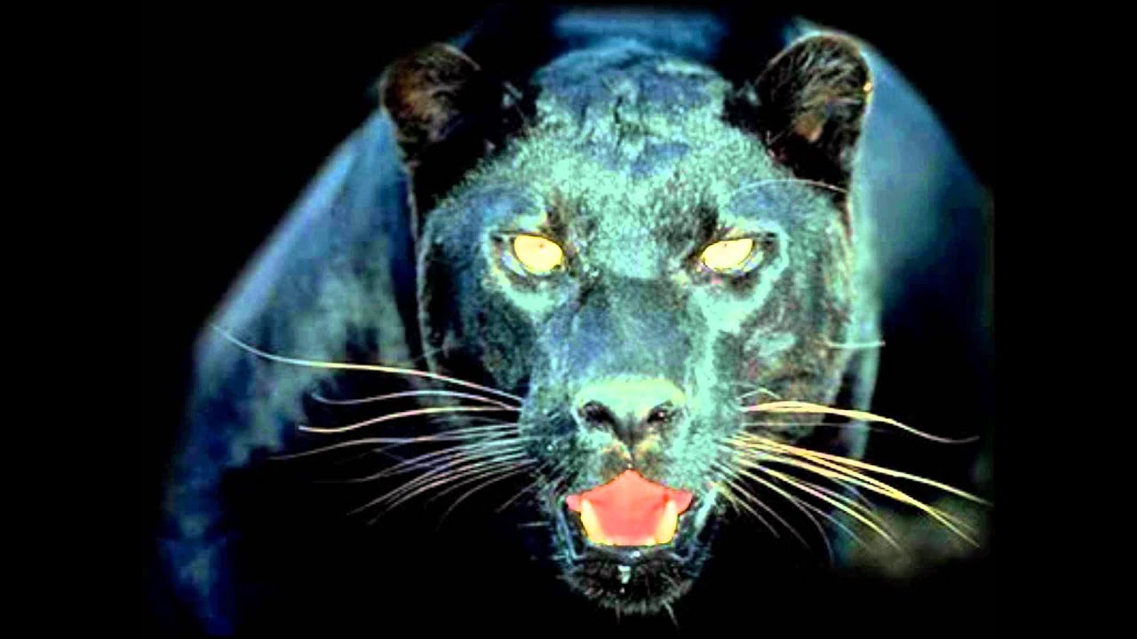 EXU PANTERA PRETA COMPILADO CON LETRA - YouTube