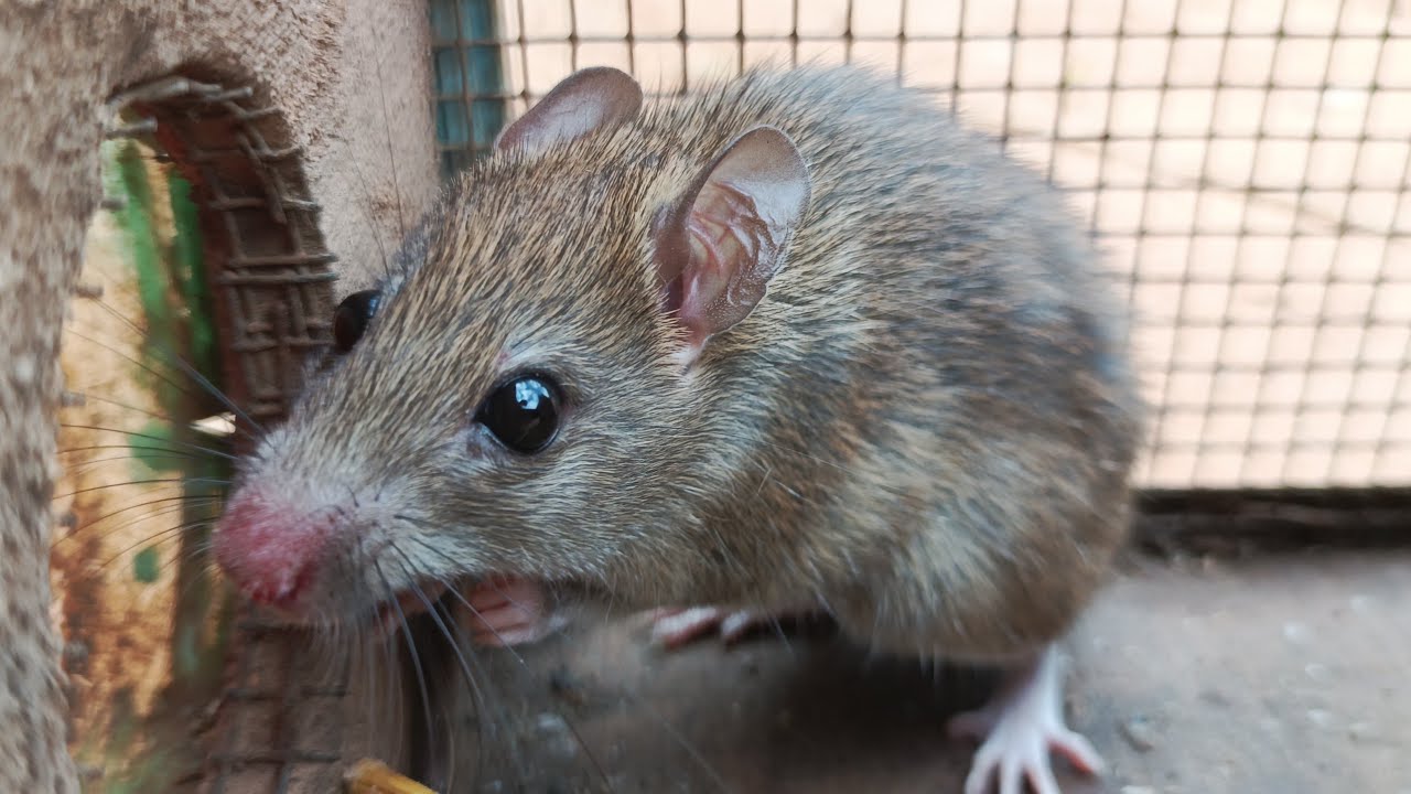Rice-eating Mice Caught - YouTube