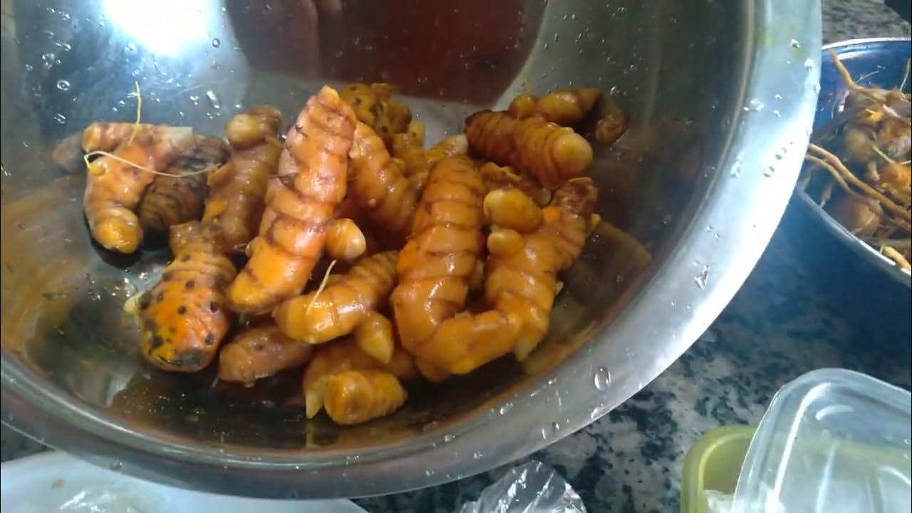 Colheita De AssafrÁo Do Quintal 2 Parte Youtube