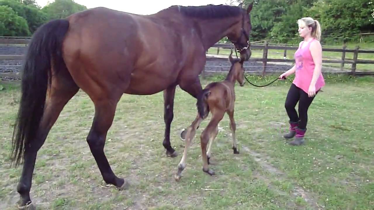 THE FOALS FIRST STEPS - YouTube