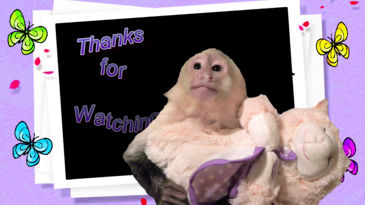 Capuchin Monkey's Little Lamb with Lillian Louise LL (#128) - YouTube