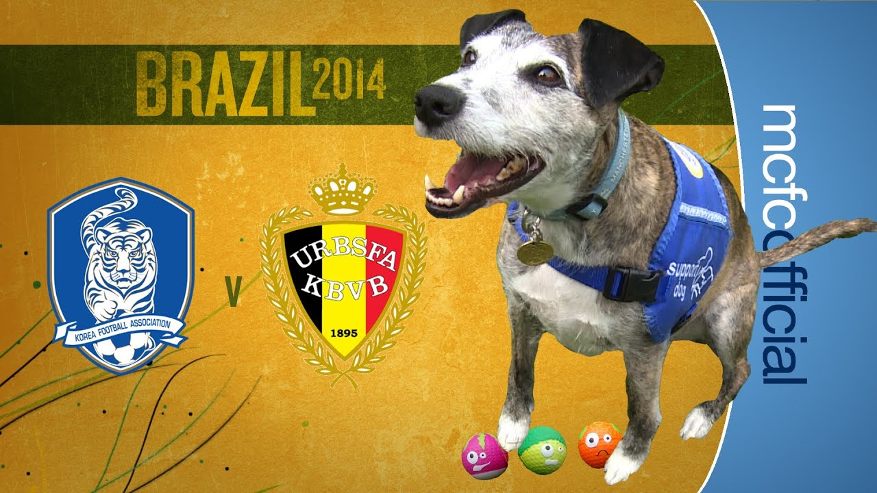 DOUGIE THE DOG | World Cup Predictions South Korea v Belgium - YouTube