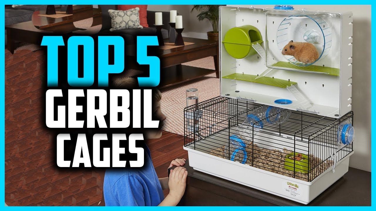 Best Gerbil Cages in 2023 - YouTube
