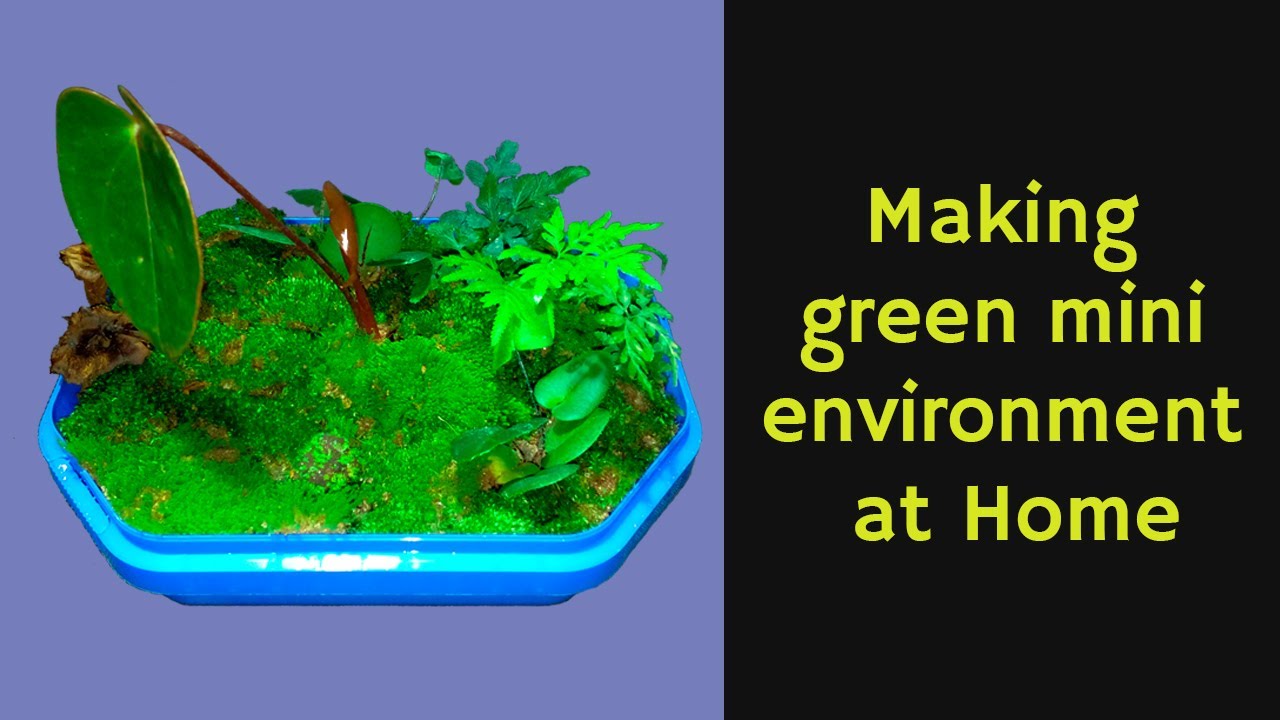 How to make green mini Forest at Home Using ice cream cup.(plant ...
