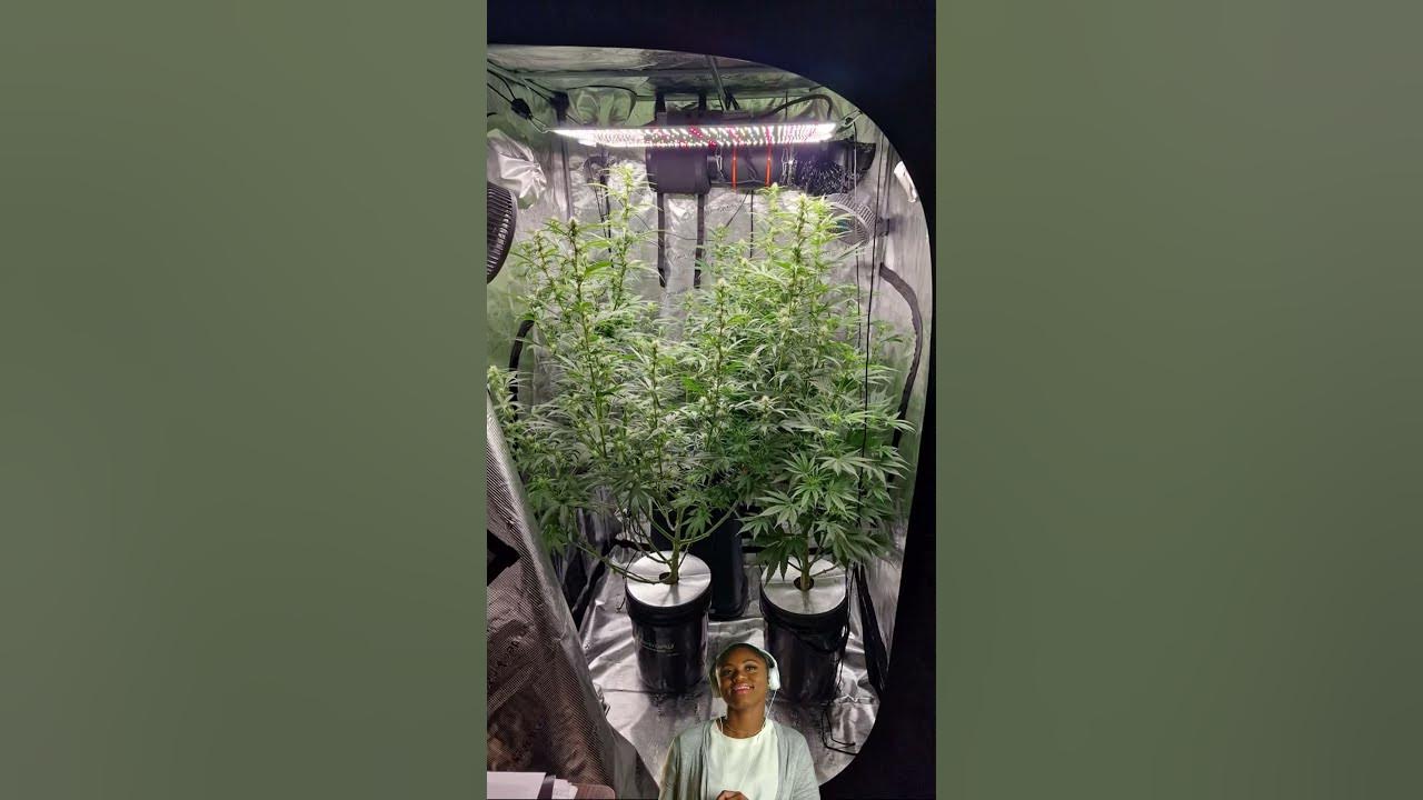 Growing Marijuana Flowering, first time dwc grow 3 4 weeks after flip - YouTube