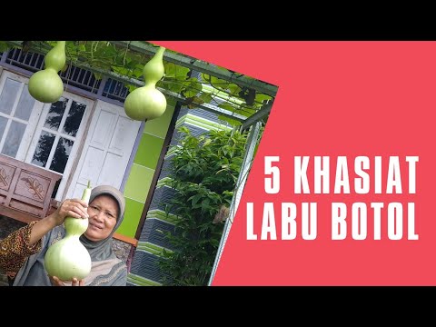 5 KHASIAT LABU BOTOL - YouTube