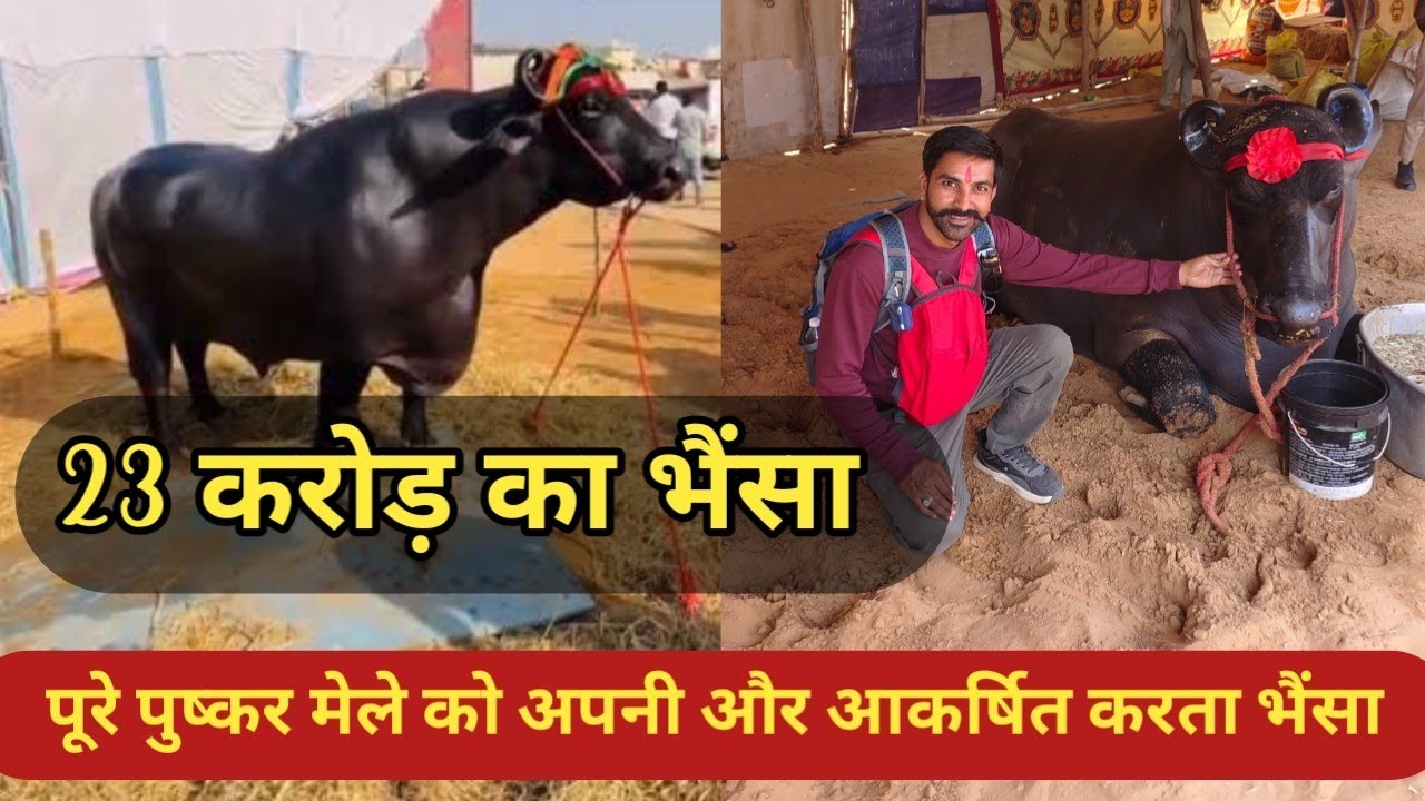 पुष्कर पहुंचा 23 करोड़ की कीमत वाला भैंसा | 23 Crore Price Buffalo | Pushkar Mela 2024 | - YouTube