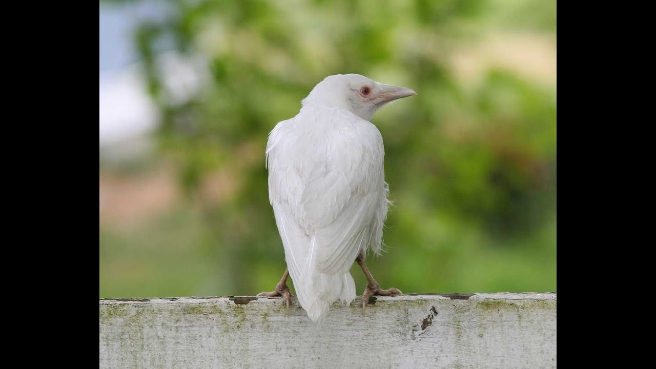 "Have you ever seen a white crow? They may be rare, but they do exist! - YouTube