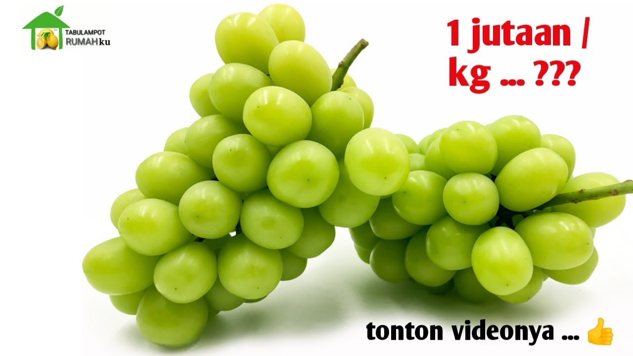 review anggur SHINE MUSCAT - YouTube