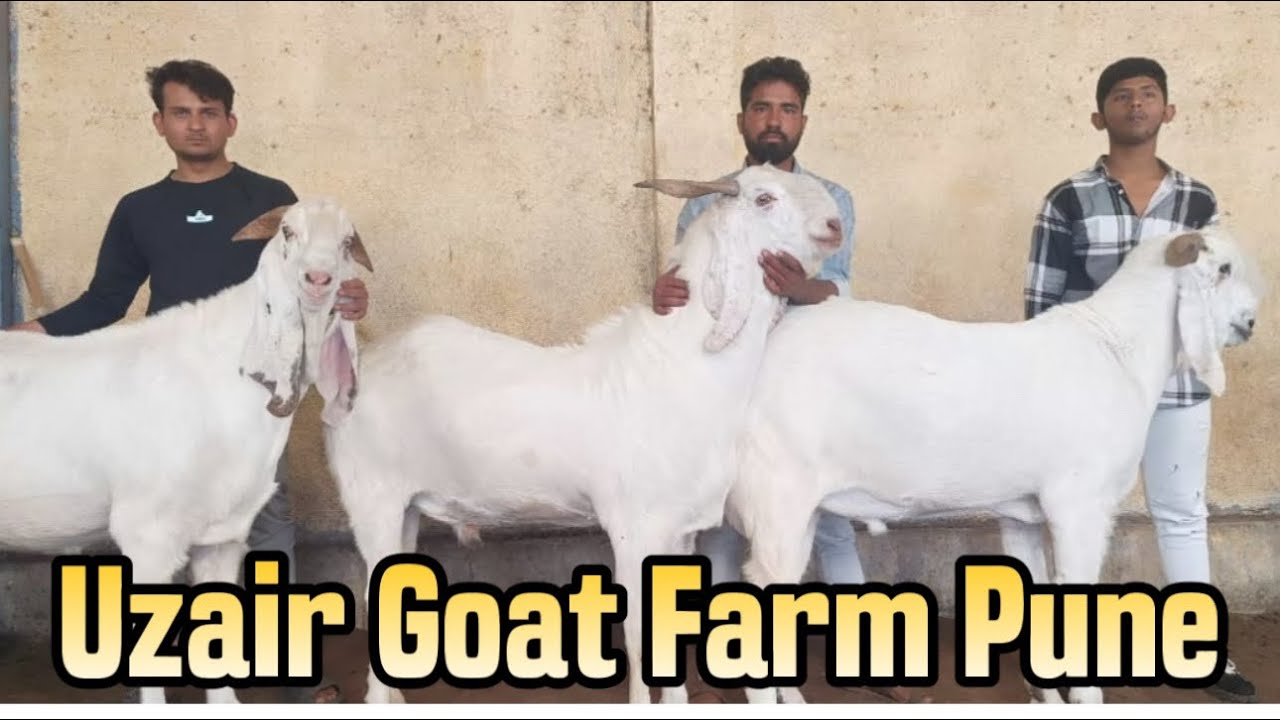 Uzair Goat Farm (Pune) - Heavyweight Sojat Khassi Goats - YouTube