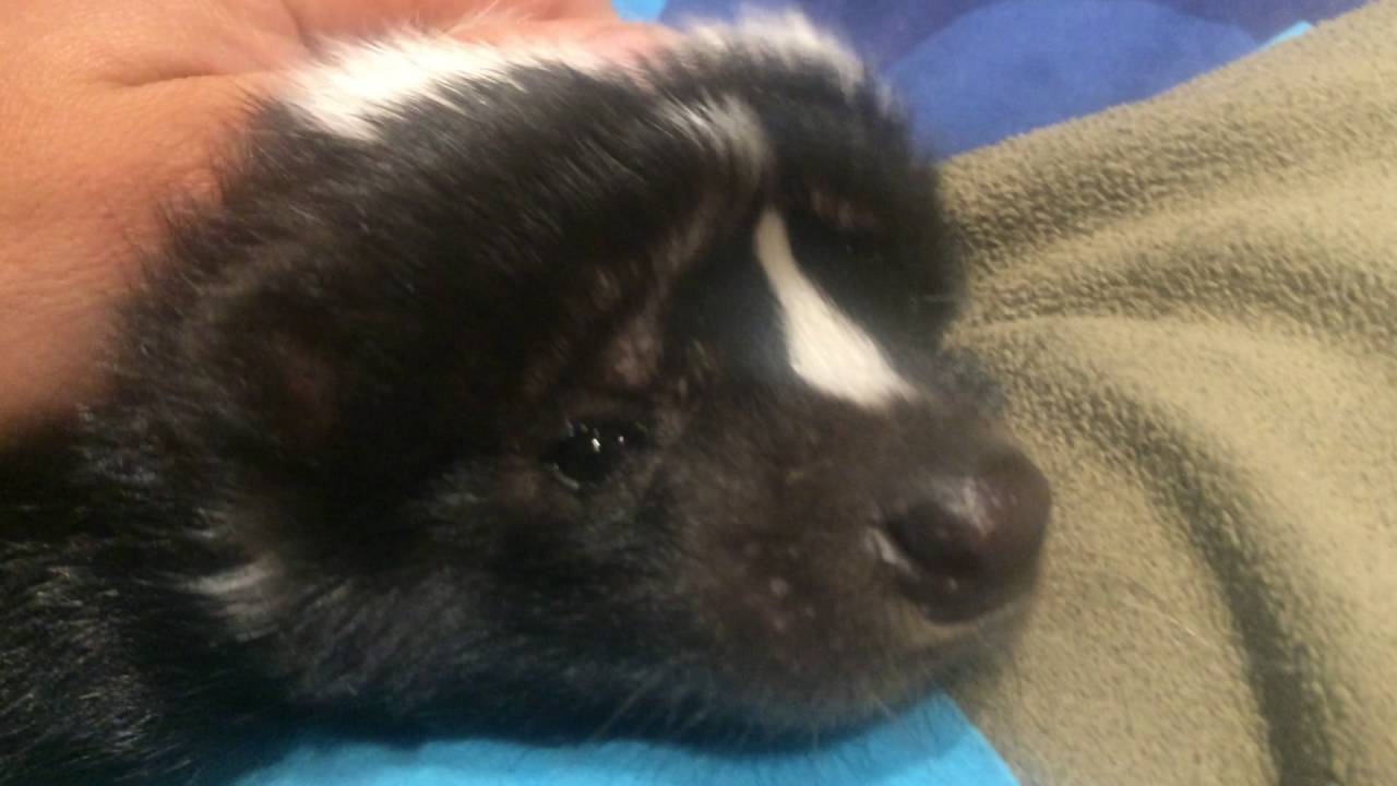 Skunks Killer - czochranie :) - YouTube