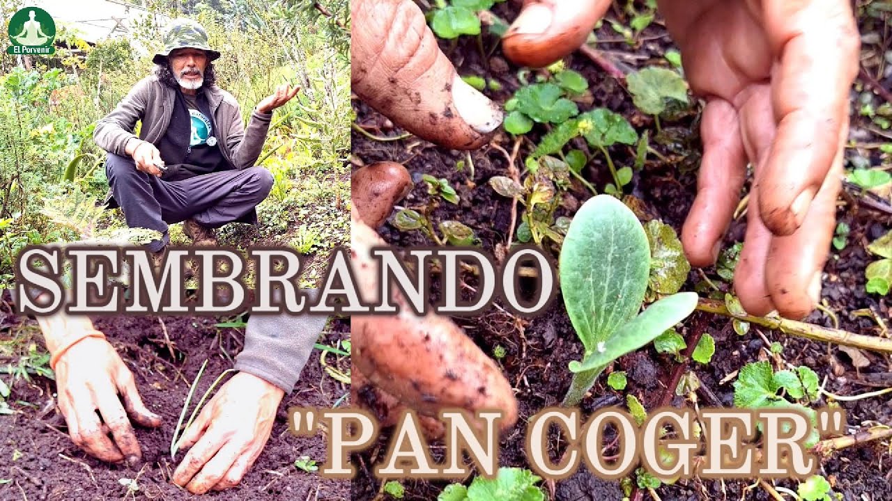 ¡Siembra Tu Propio Alimento! Mis Mejores Tips para Plantas de “Pan ...